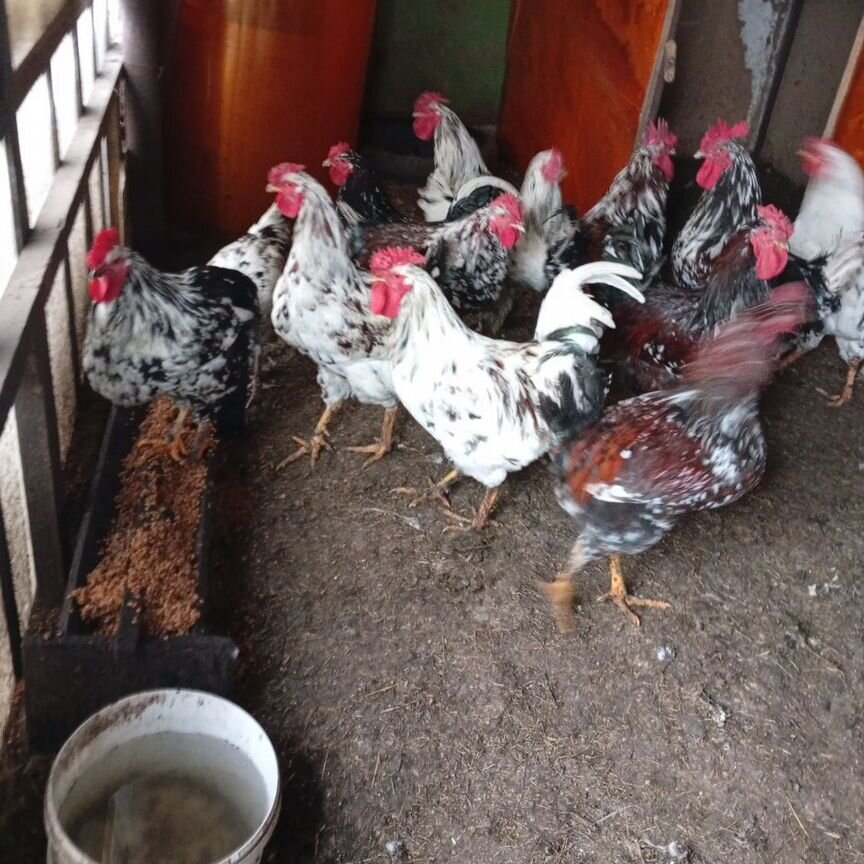 Ливенские ситцевые петухи