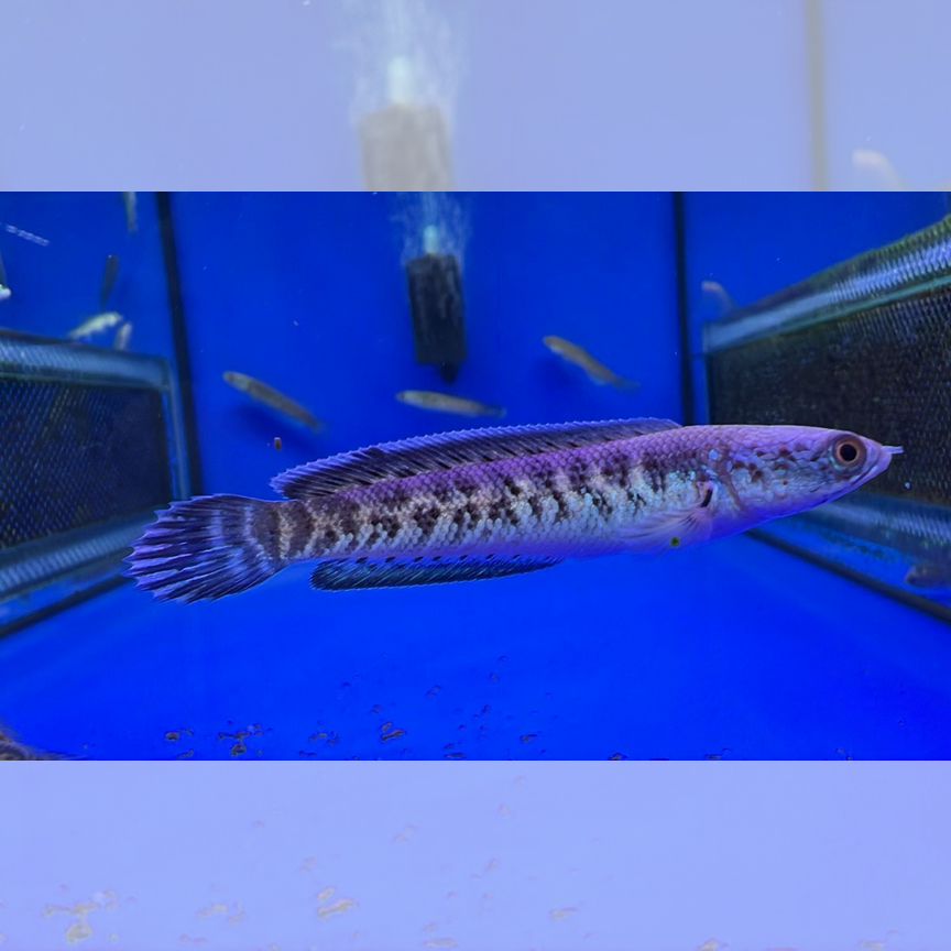 Змееголов Золатая Кобра