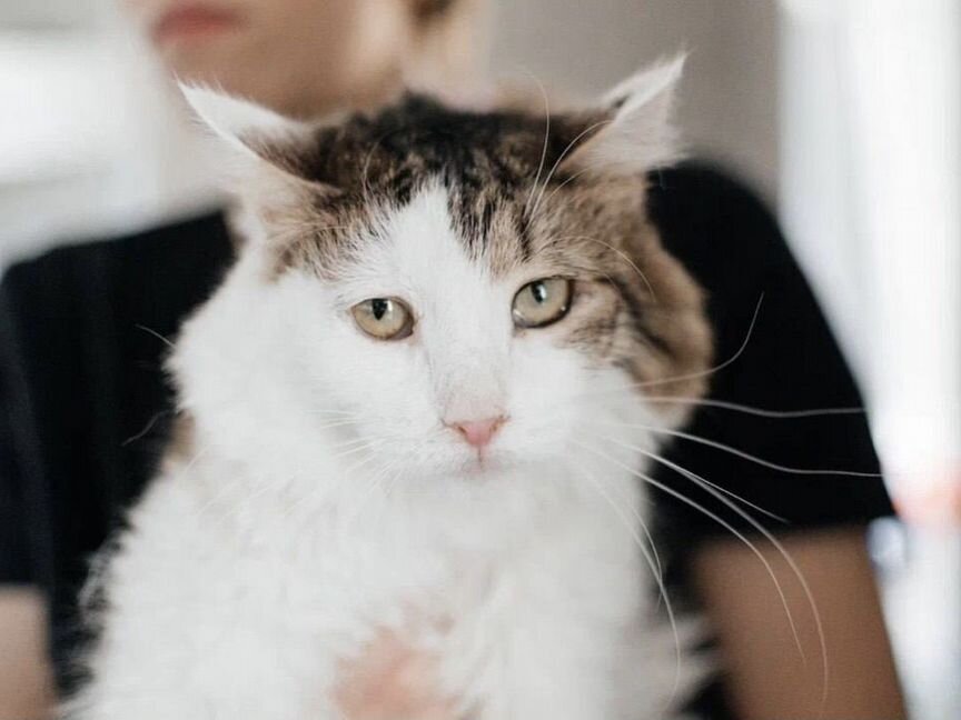 Кошка Лапочка в добрые руки бесплатно