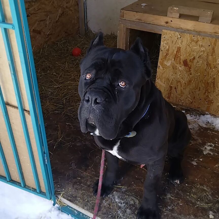 Кане Корсо в добрые руки