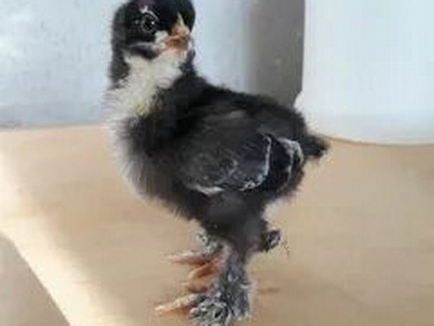 Цыплята Доминанта 109 и 107