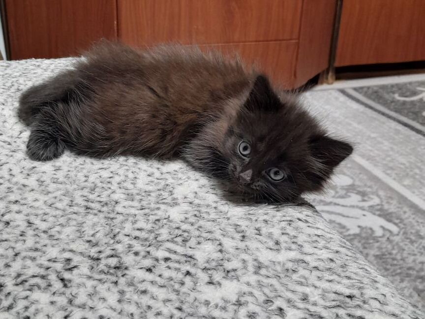 Котёнок в добрые руки бесплатно