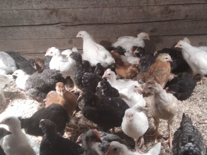 Продам двухмесячных петушков