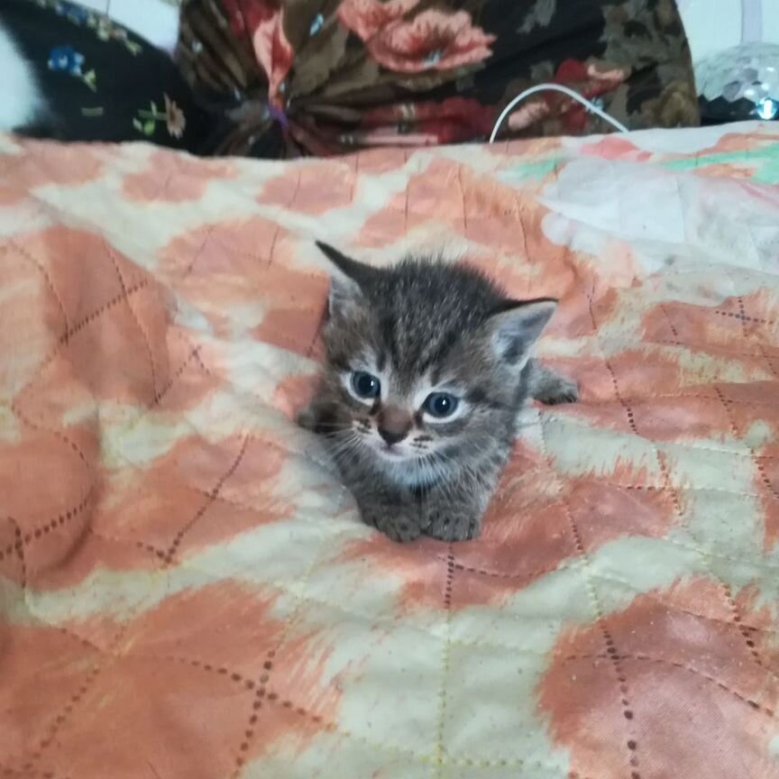 Простые котята в добрые руки