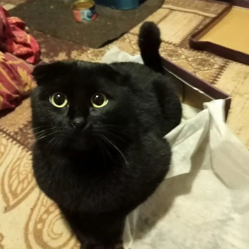 Кот
