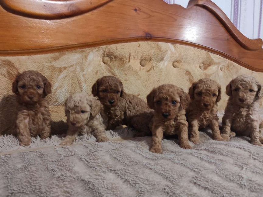 Собаки щенки пудель