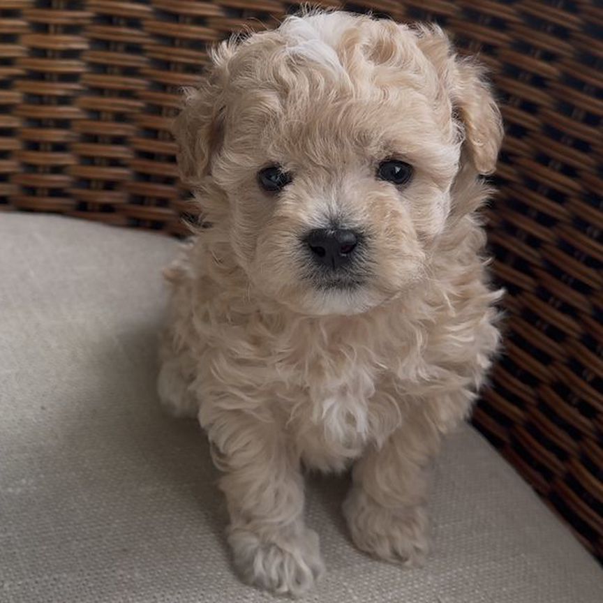 Мальтипу, щенок