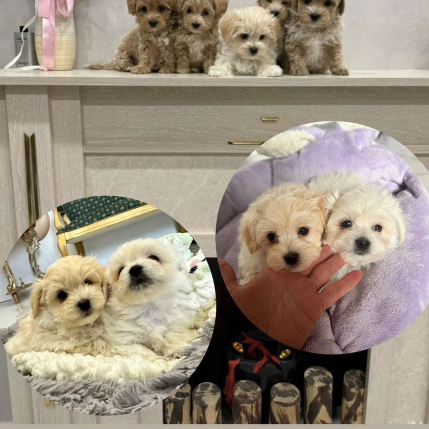 Щенки мальтипу ф1