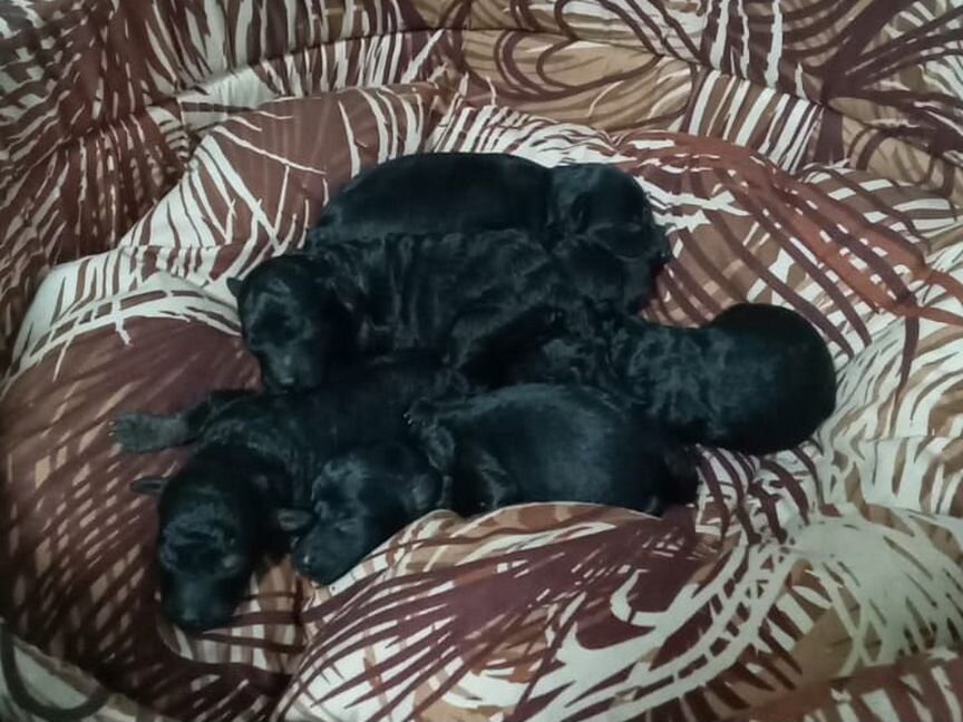 Продам щенков карликовый пудель