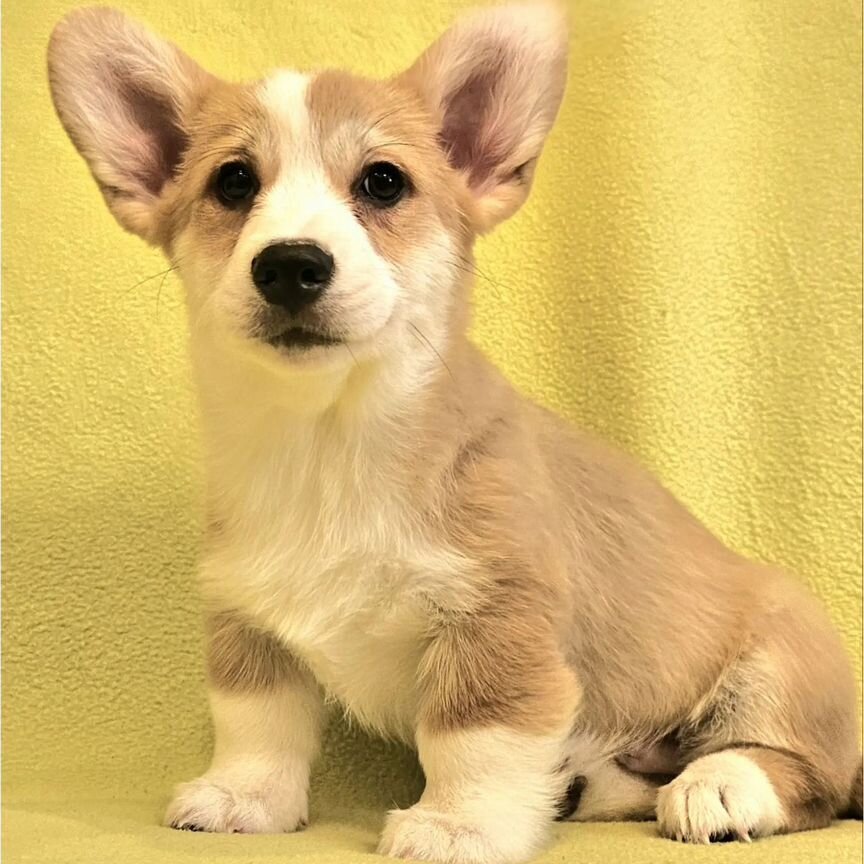 Вельш Корги Пемброк, щенок