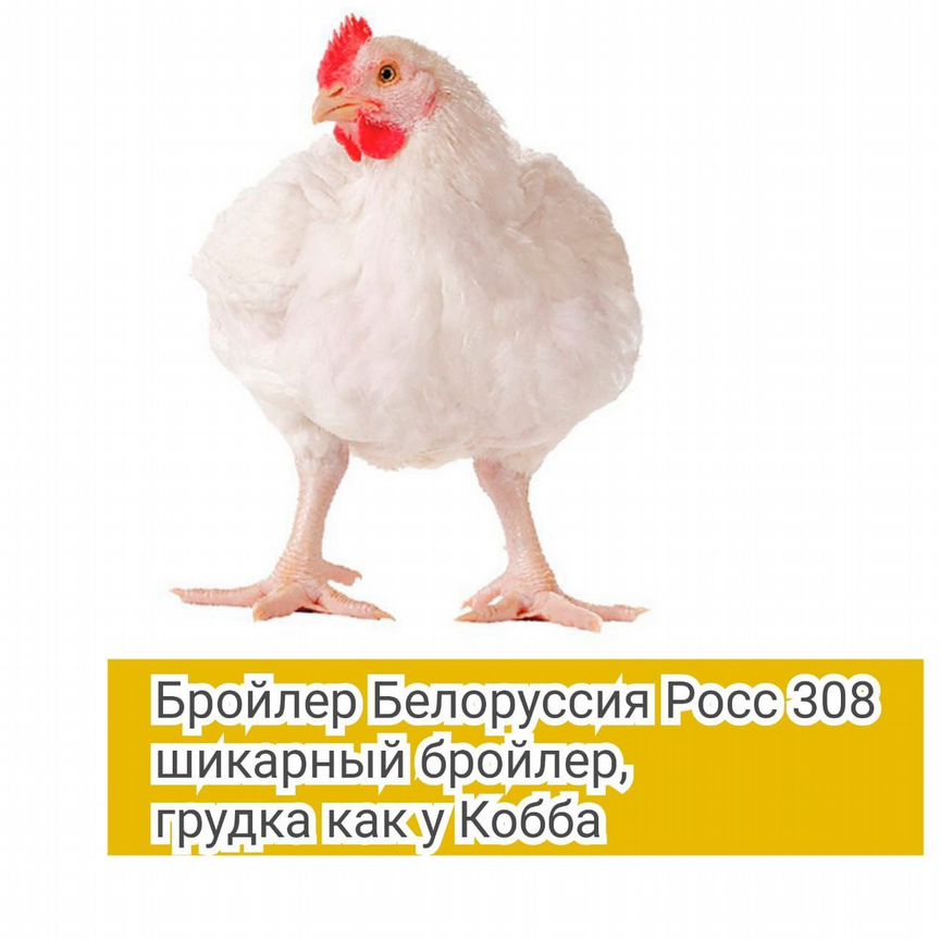 Бройлер месячный