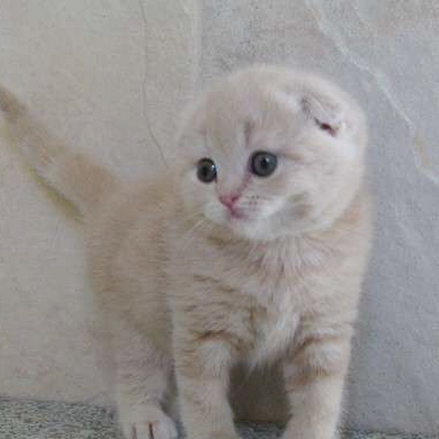 Шотландский вислоухий короткошёрстный котёнок