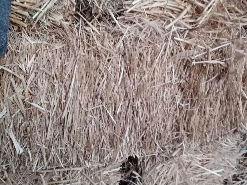 Солома просяная