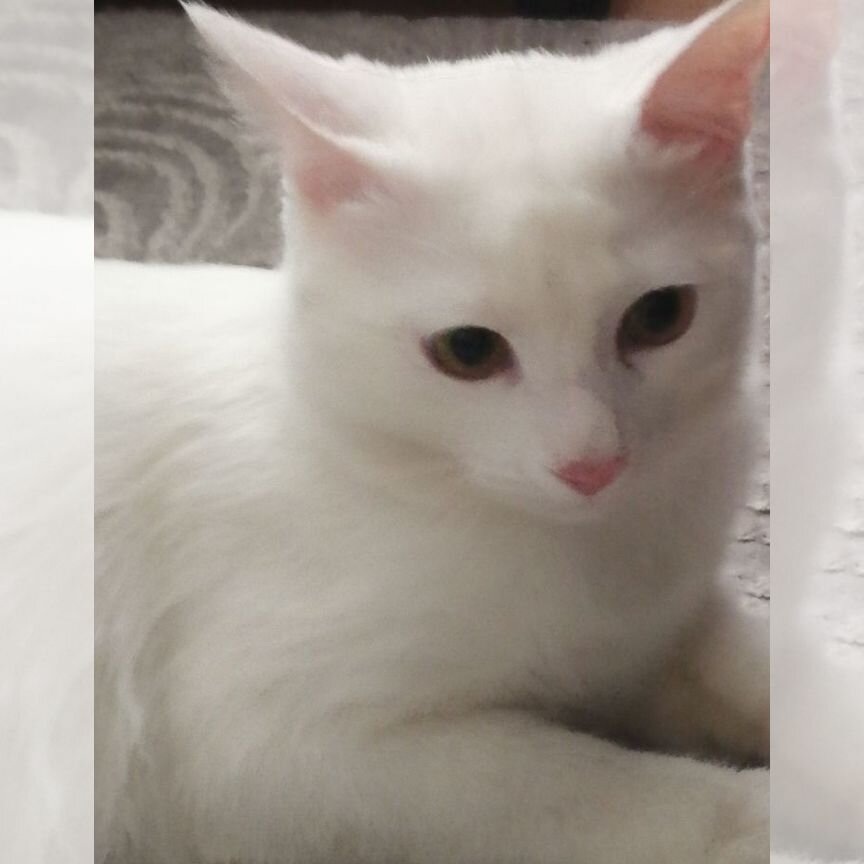 Ищу новый дом котику