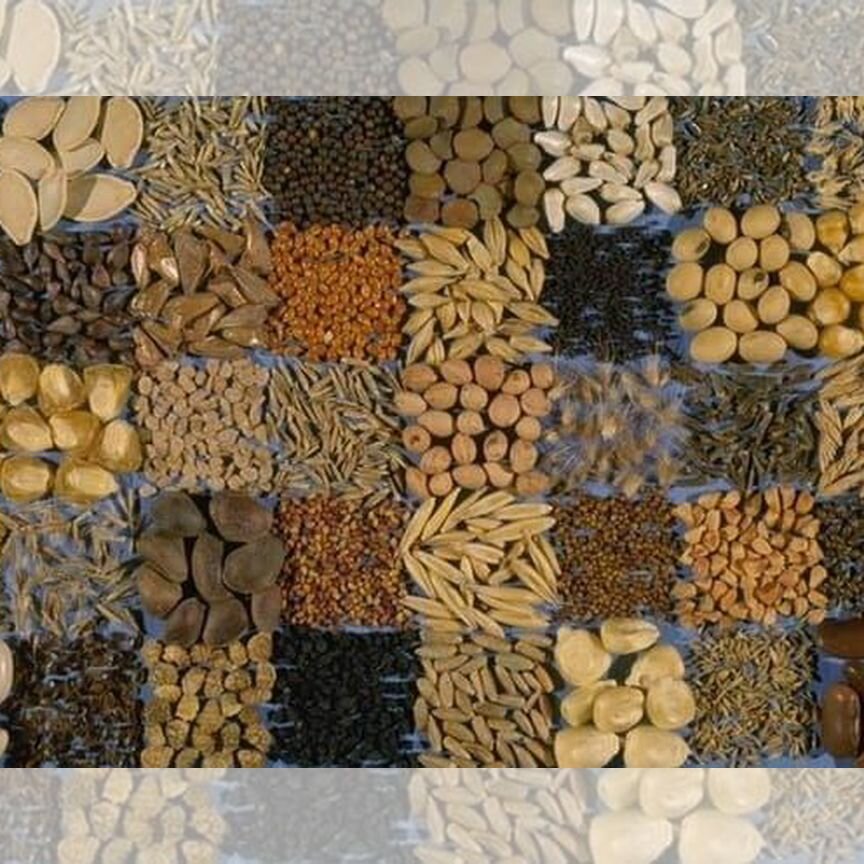 Семена люцерна изменчивая, клевер луговой, райграс