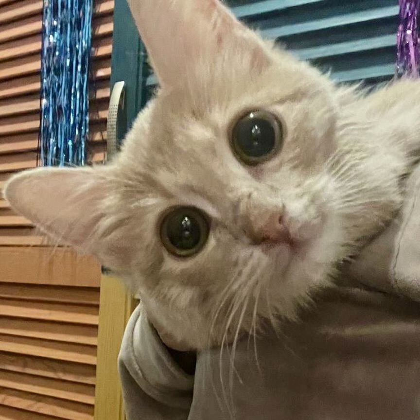 Шикарный котенок которого предали
