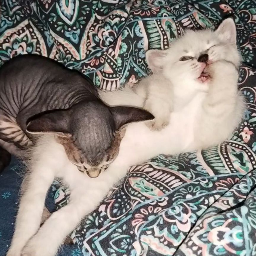 Канадский сфинкс котёнок