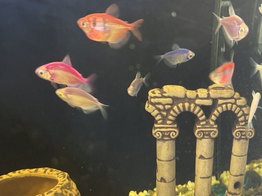 Тернеции glofish