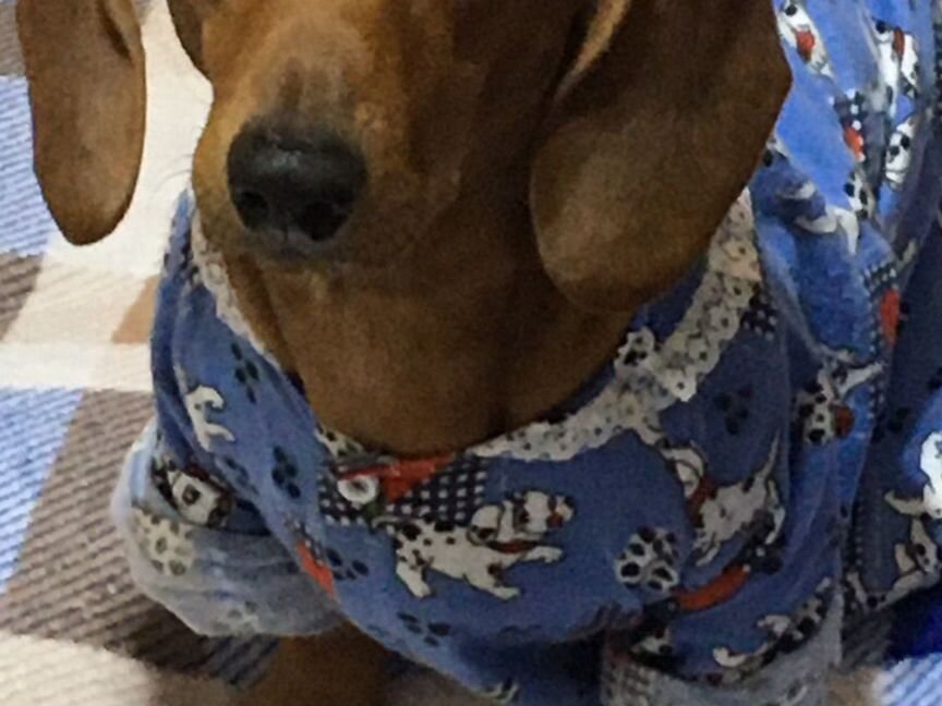 Вязка.Щенки