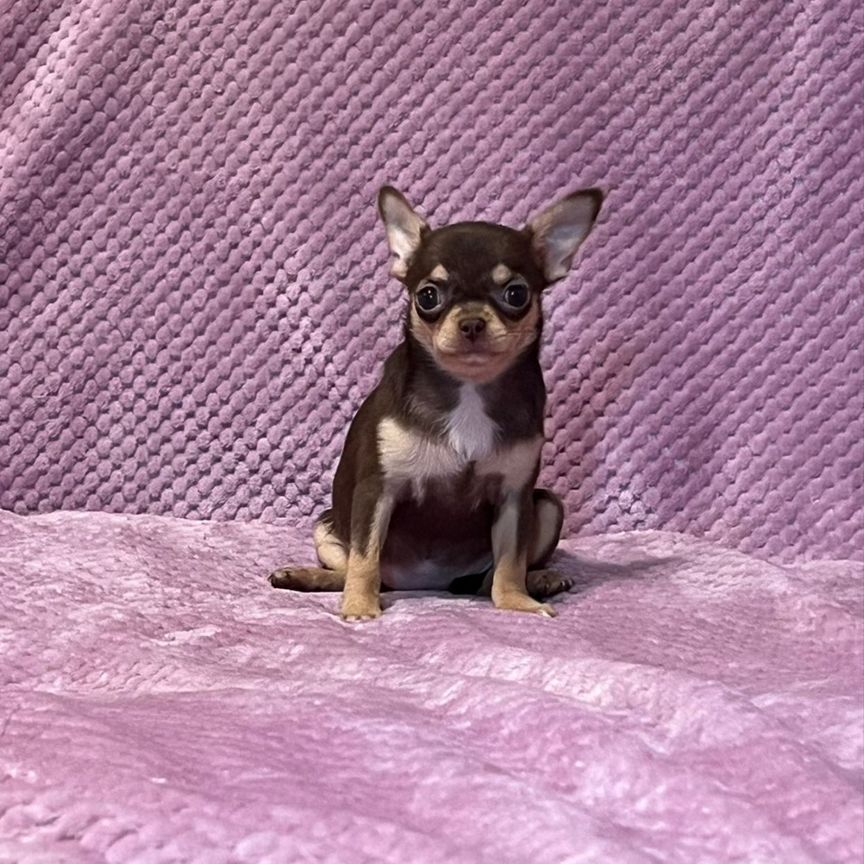 Чишка малышка