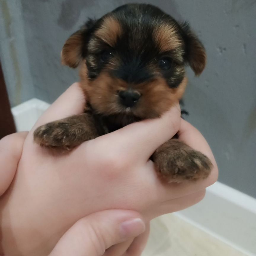 Йоркширский терьер, щенок