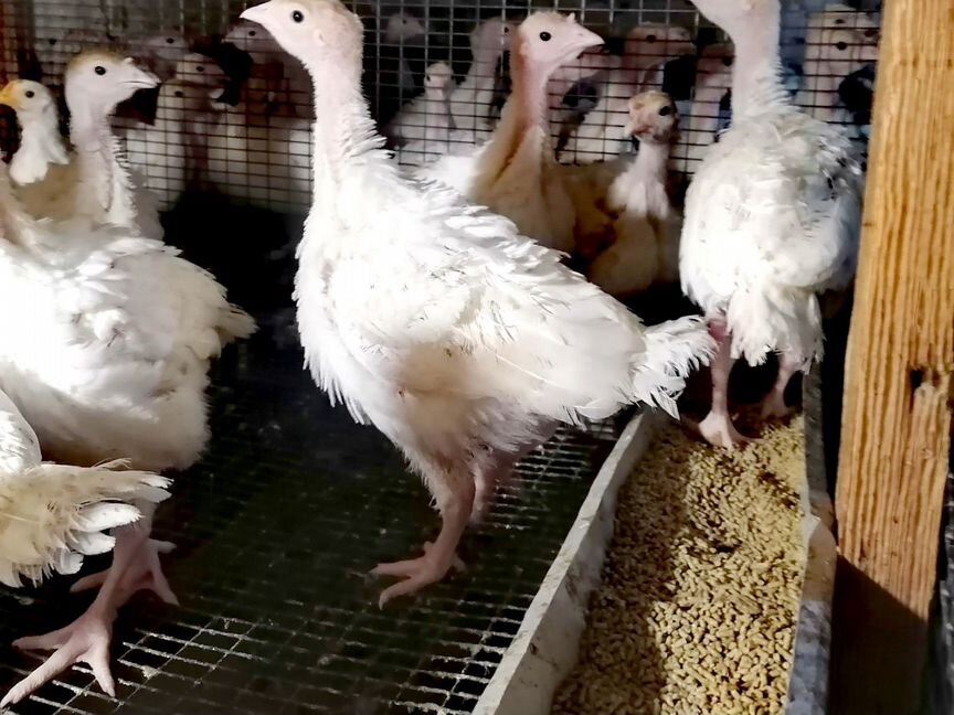 Индюшата подрощенные