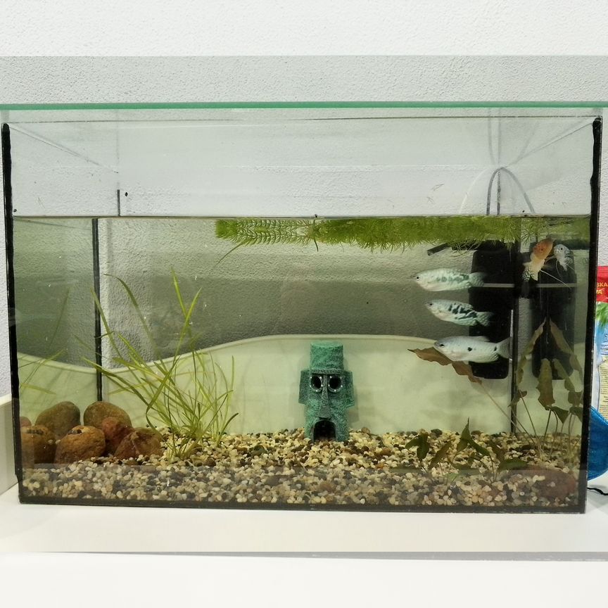 Аквариум с рыбками