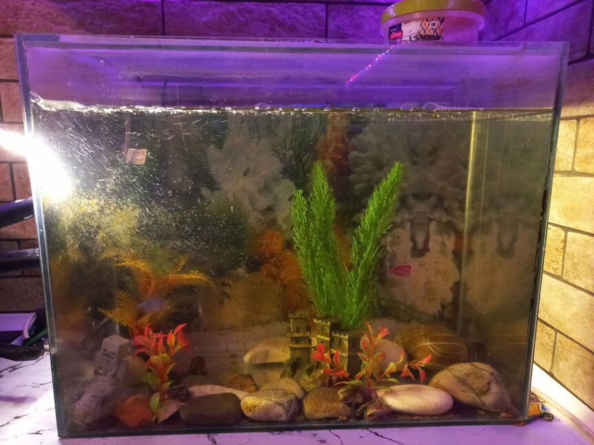 Аквариум с рыбками