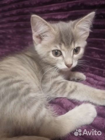 Котята ищут дом