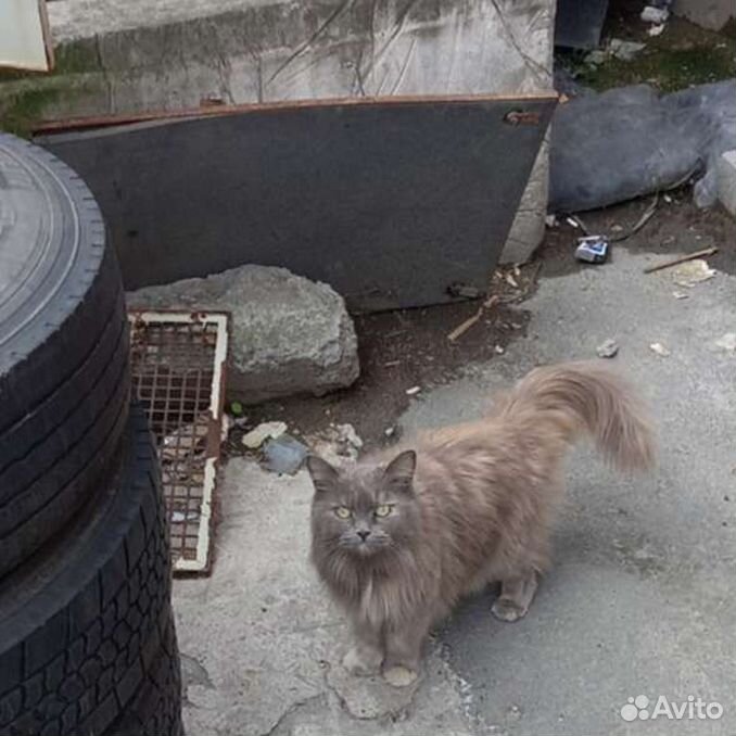Помогите выжить кошка