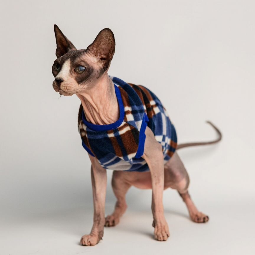 Старенький сфинкс ищет дом и семью