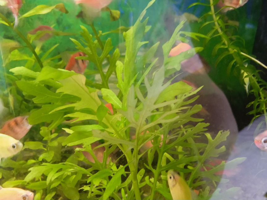 Растения в аквариум