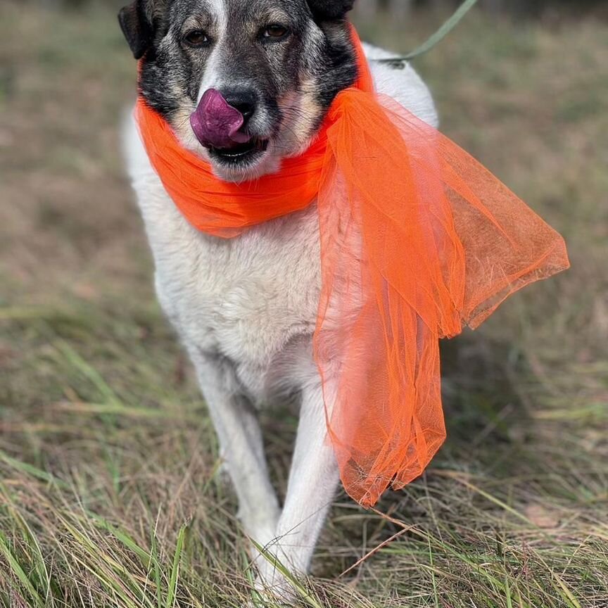 Верный пёсик Лютик готов стать вашим другом
