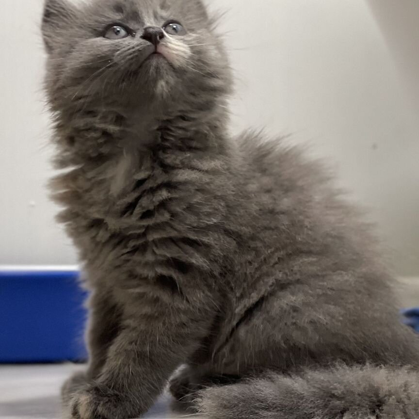 Котенок
