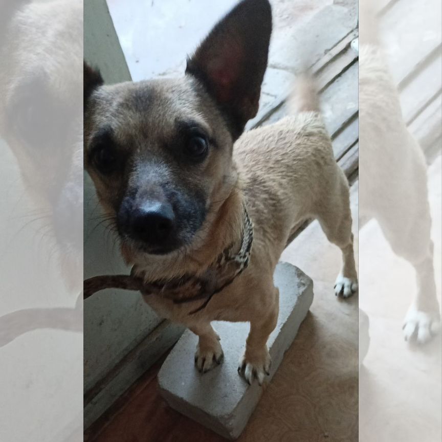 Собака в добрые руки отдам бесплатно