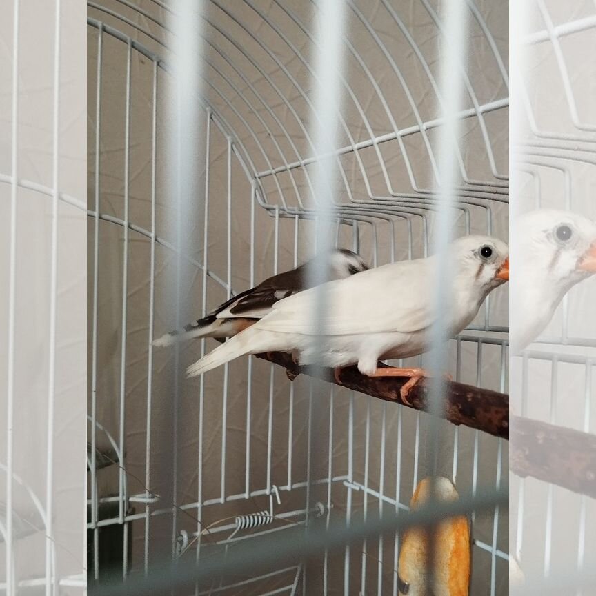 Амадины