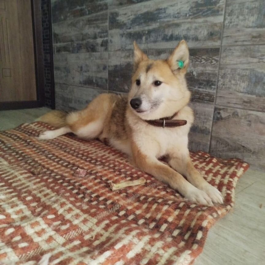 Отдам в добрые руки