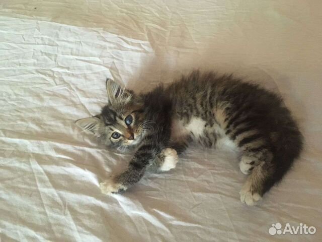 Котенок ручной милый в добрые руки