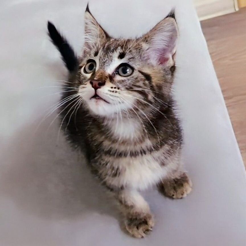 Котёнок в добрые руки