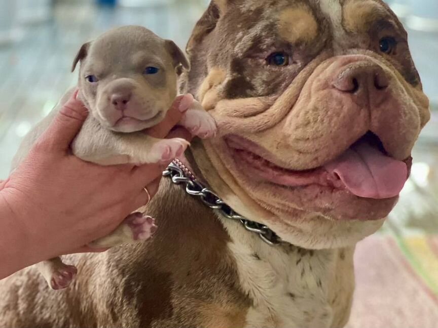 Американский булли