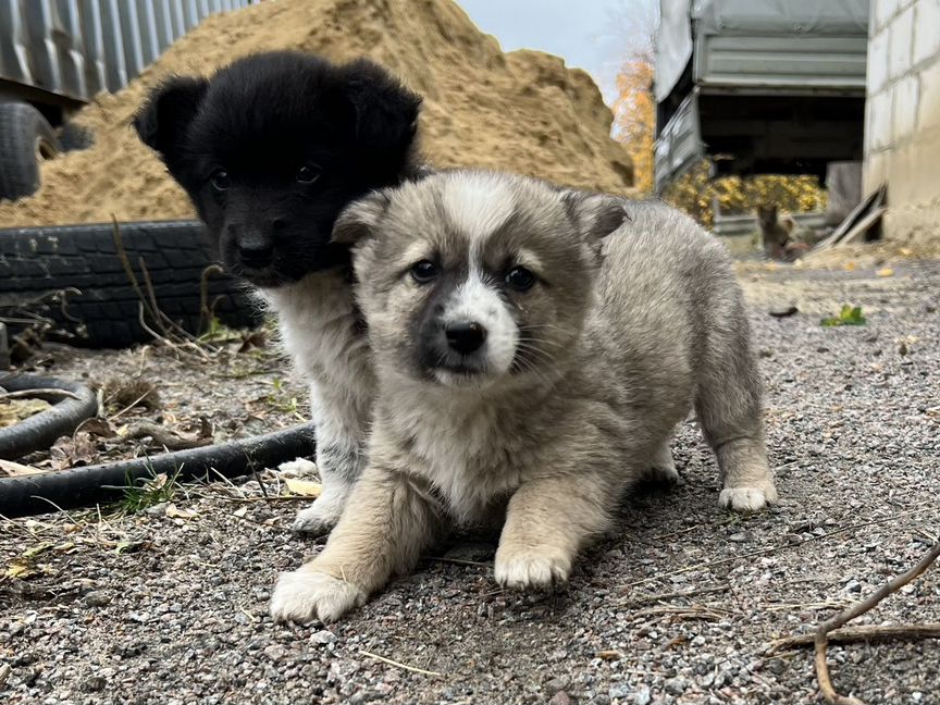 Две малышки ищут дом