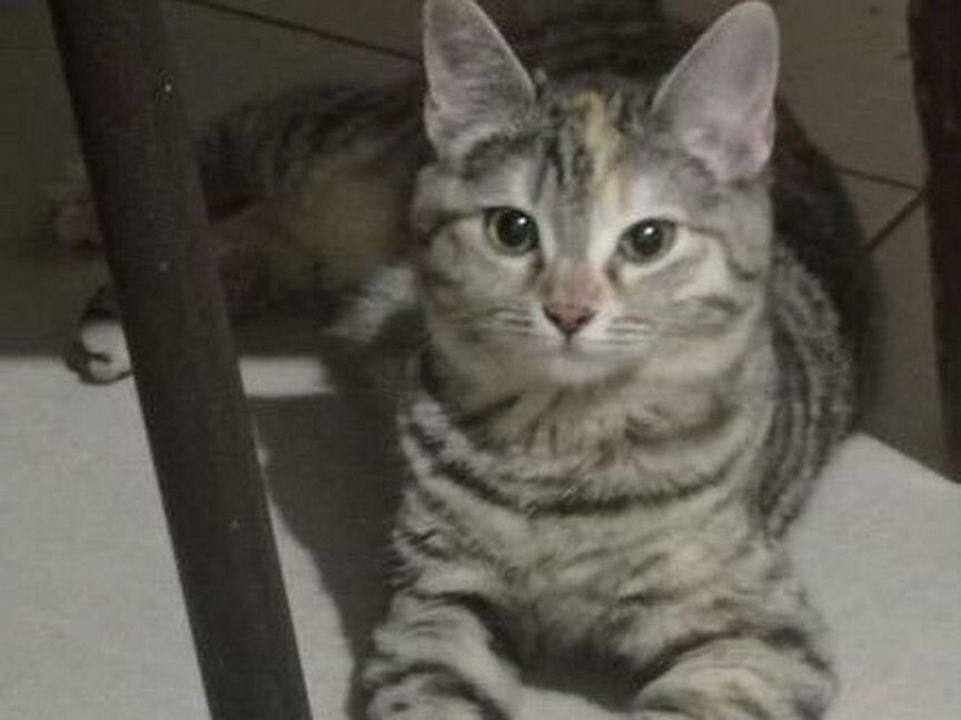 Отдаем котят в добрые руки бесплатно