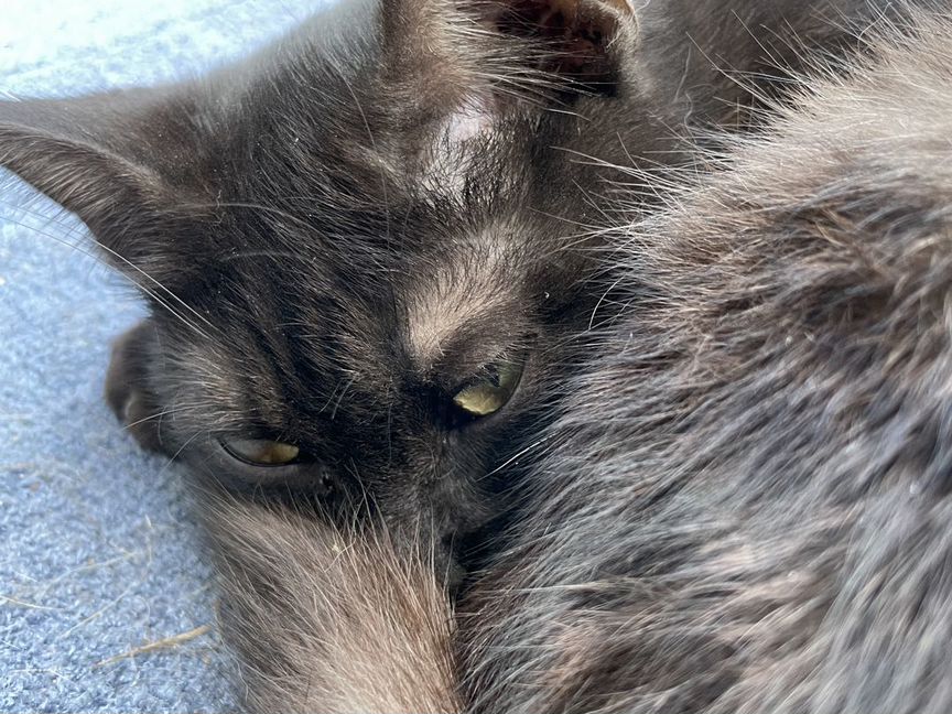 Маленький котенок в г. Воронеж, ждем хозяина