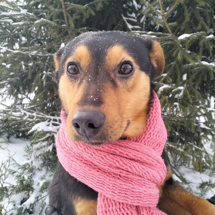 Сестрички Мила и Рокси 10 мес с доставкой