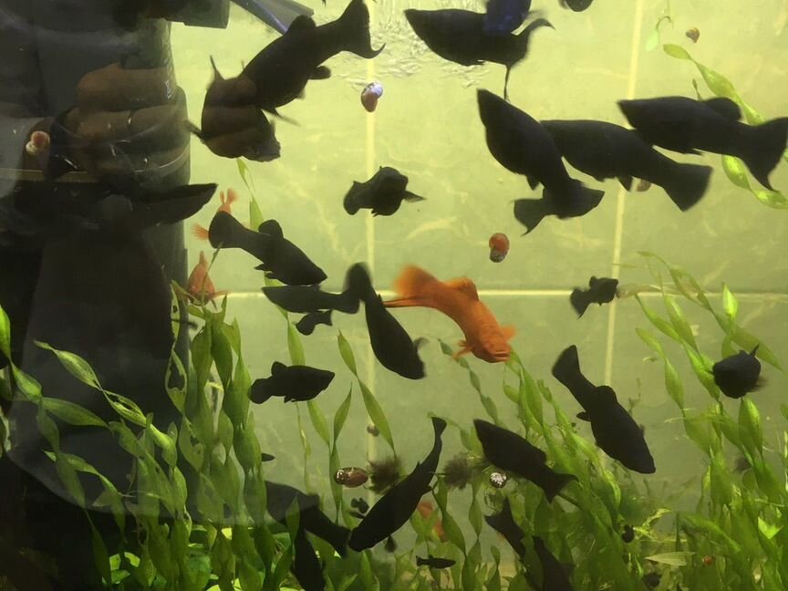 Рыба аквариумная