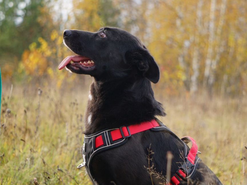 Собака 2 года. Бесплатно в добрые руки