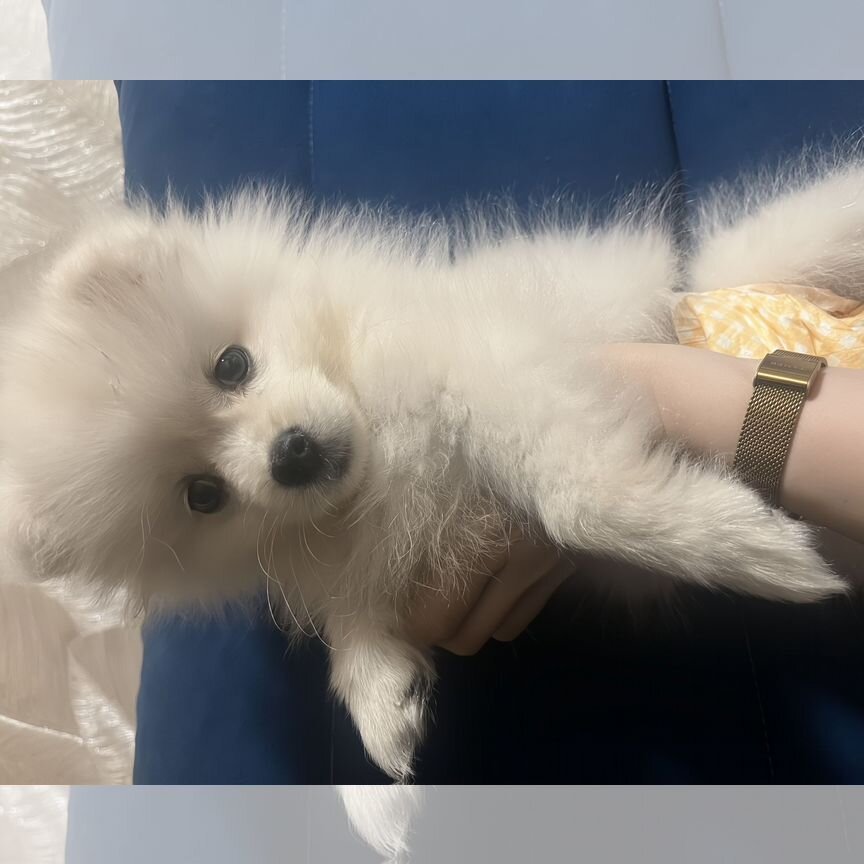 Померанский шпиц, щенок