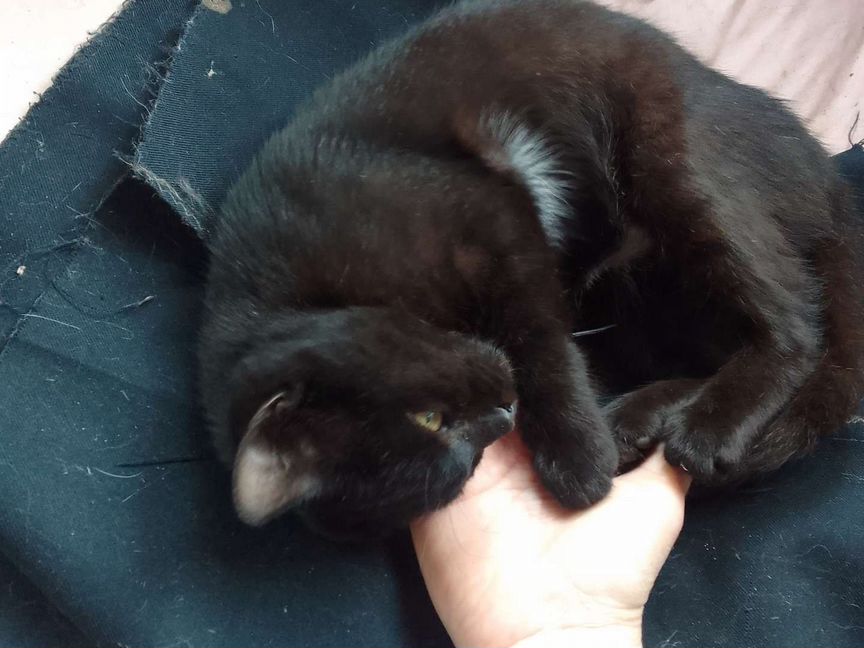 Котята в добрые руки бесплатно