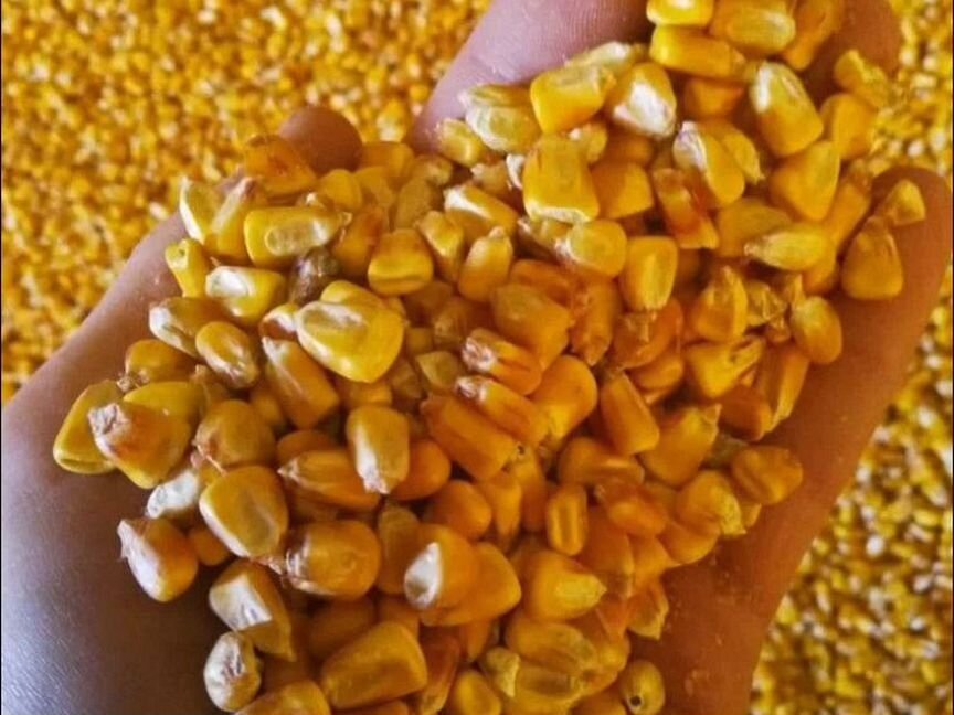 Ячмень яровой, Семечко корма