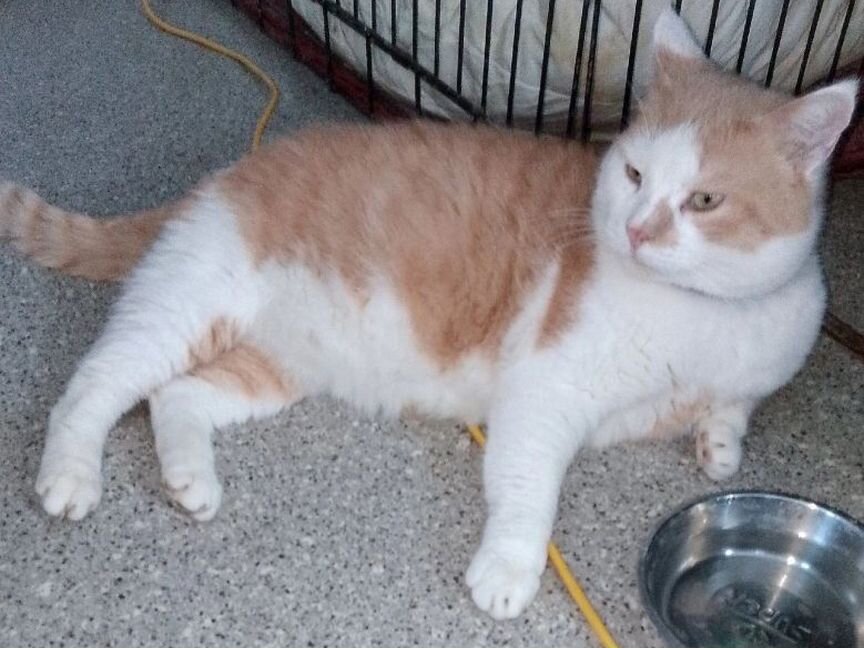 Котик мышелов, кастрированный